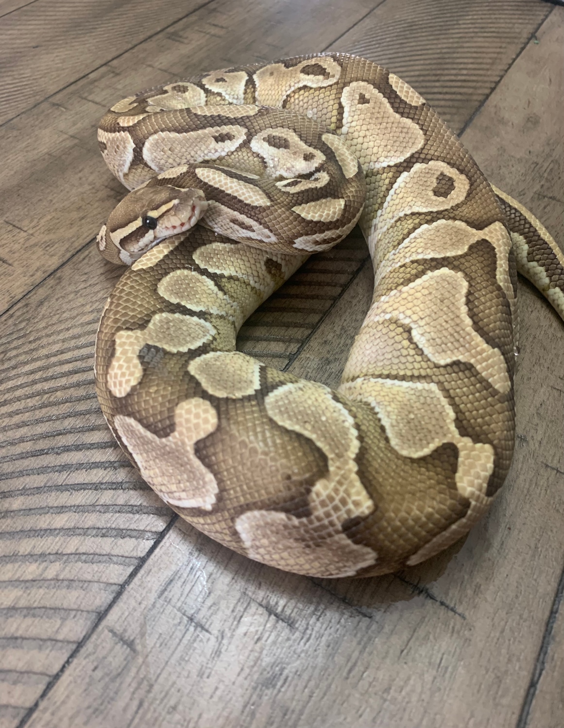 Lesser 100% Het Ultramel 50% Het Albino 50% Het Ghost Ball Python by P ...