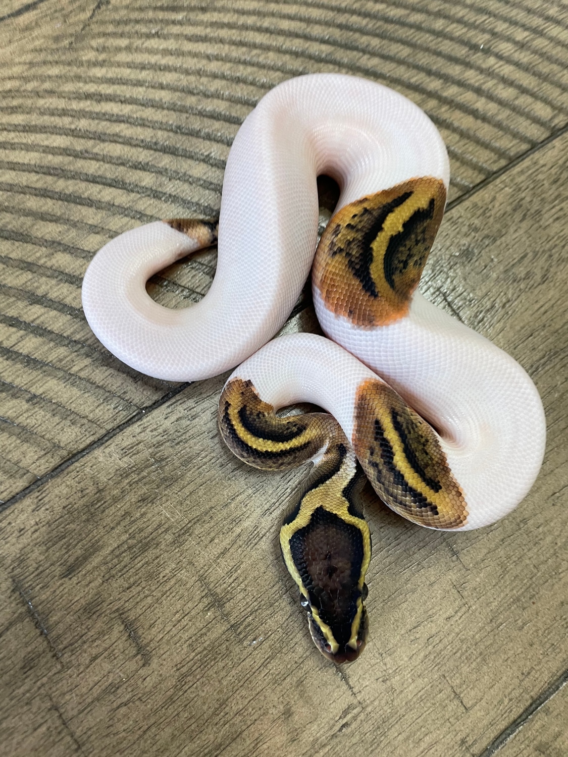 7/4 BOGO Sale*** Pastel Piebald 50% Het Albino Ball Python by P&P ...