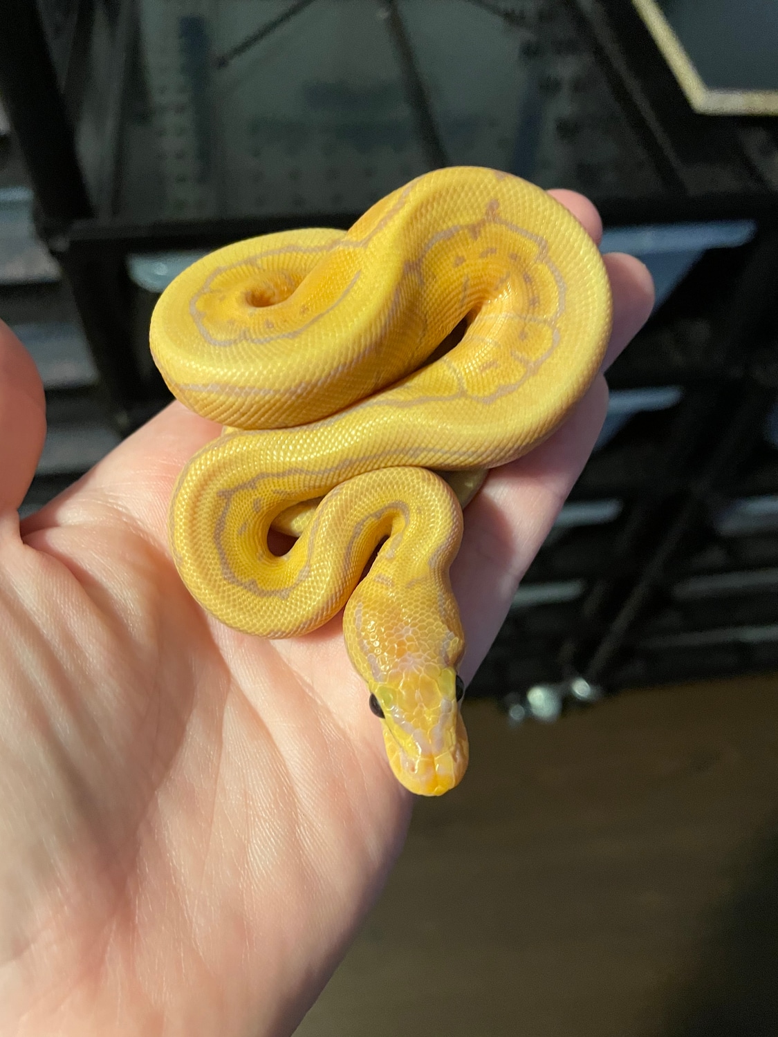 Banana Pinstripe Ball Python by P&P Reptiles - MorphMarket