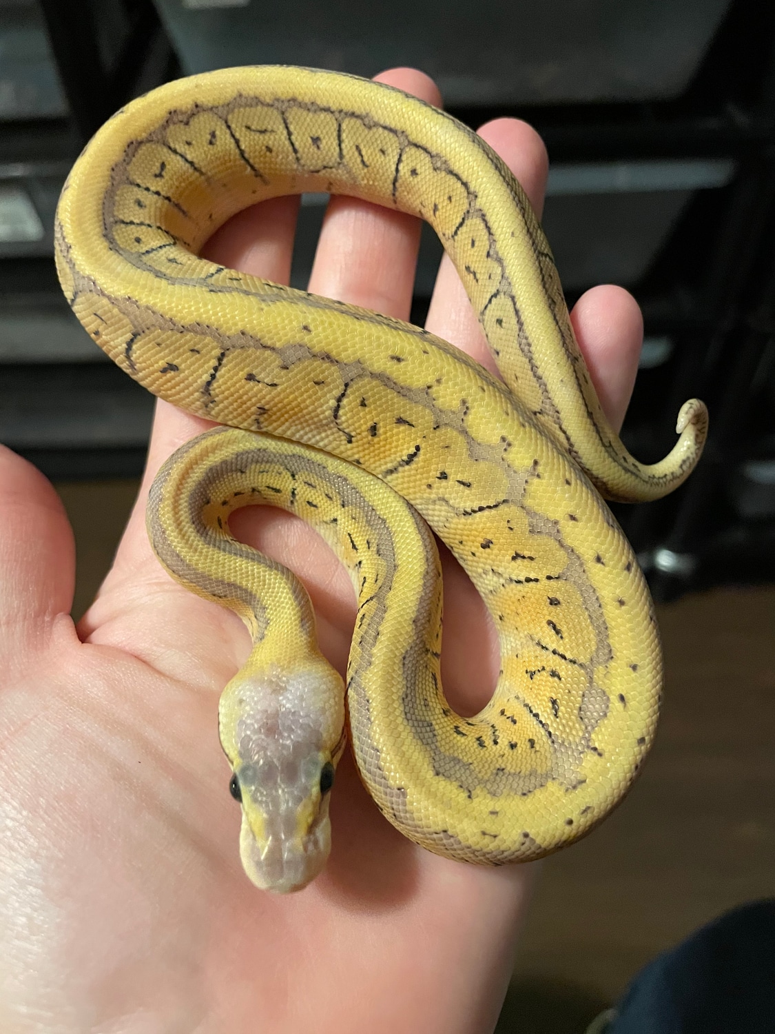 Lemon Blast Ball Python by P&P Reptiles - MorphMarket