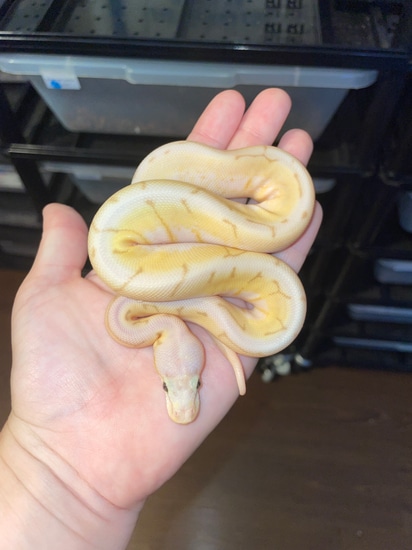 Banana Spinner Blast POS Enchi Ball Python by P&P Reptiles