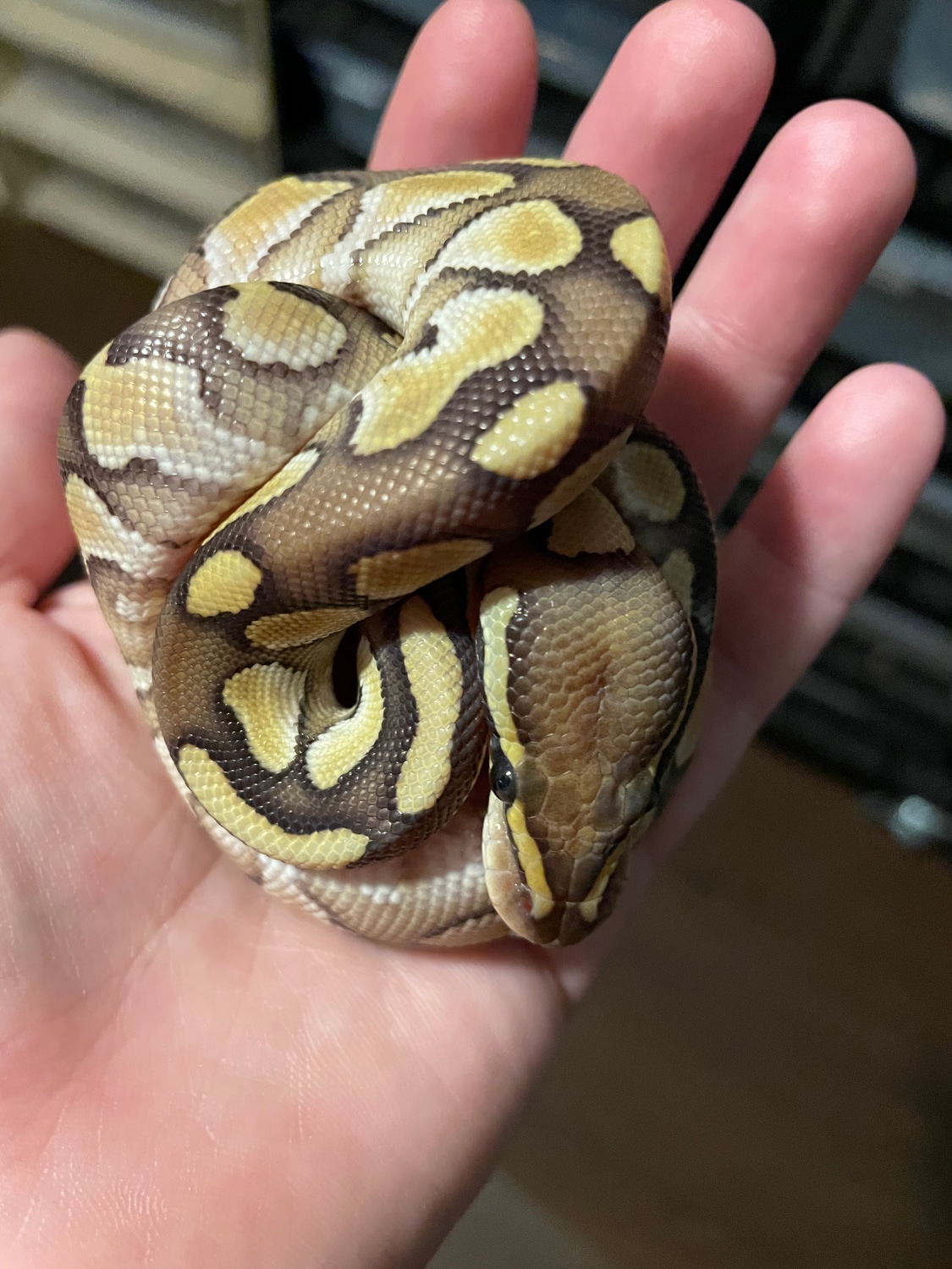 Lesser 66% Het Hypo 50% Het Albino 50% Het Ultramel Ball Python by P&P ...
