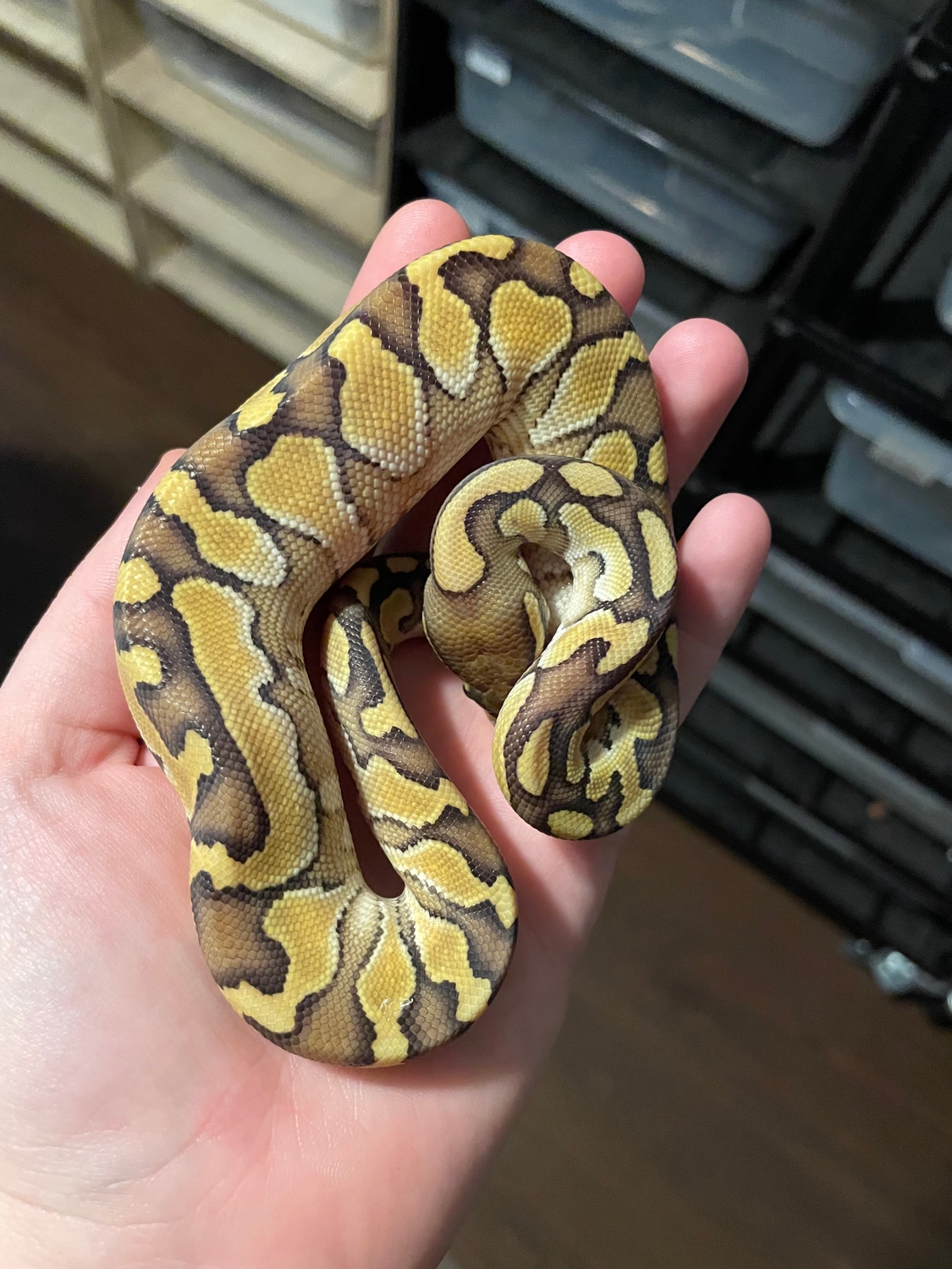 Lesser 66% Het Hypo 50% Het Albino 50% Het Ultramel Ball Python by P&P ...