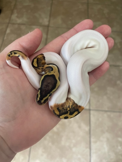 Pastel Piebald 50% Het Albino Ball Python by P&P Reptiles