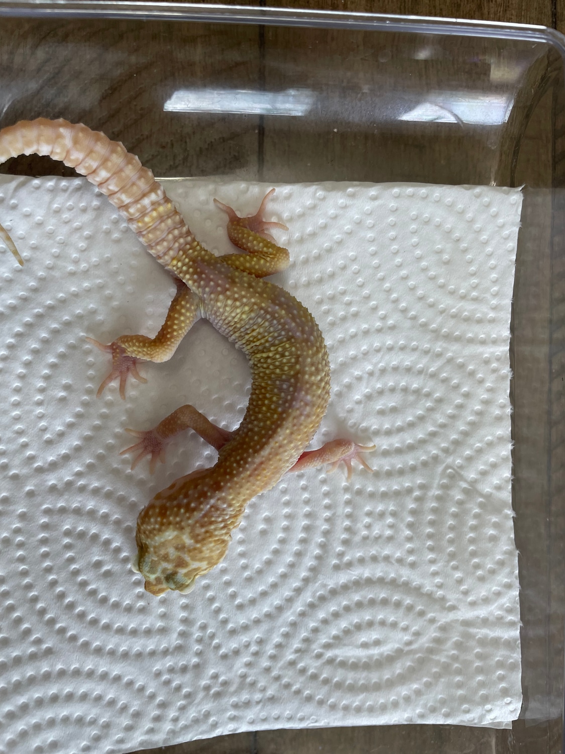 Albino Raptor Leopard Gecko by P&P Reptiles - MorphMarket