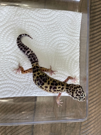 Mack Snow Hypo Leopard Gecko by P&P Reptiles