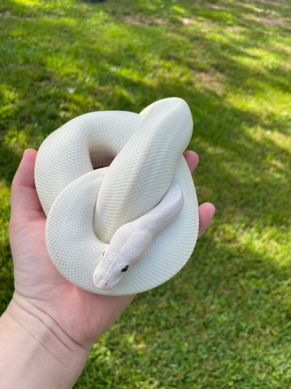 Super BEL 100% Het Ghost 50% Het Albino Ball Python by P&P Reptiles