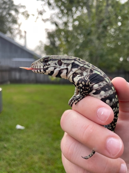 Purple Tegu Other Tegus by P&P Reptiles