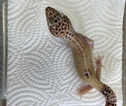 Mack Snow Hypo Leopard Gecko by P&P Reptiles