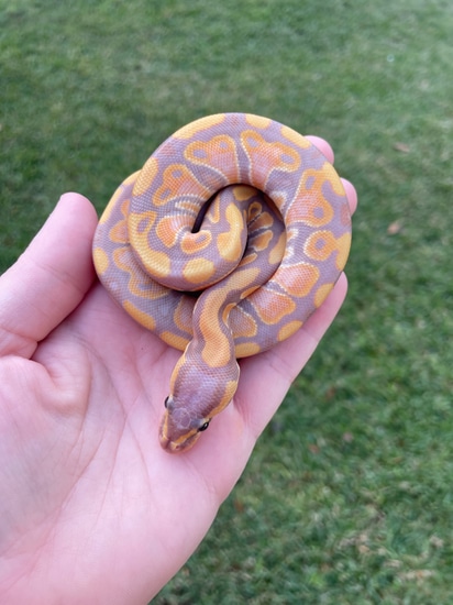 Black Pastel Banana Ball Python by P&P Reptiles
