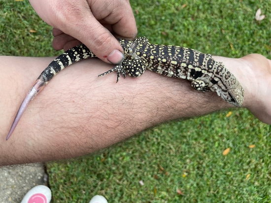 **Holiday SALE** PURPLE TEGU HIGH RED SPECKLING Argentine Tegus by P&P ...