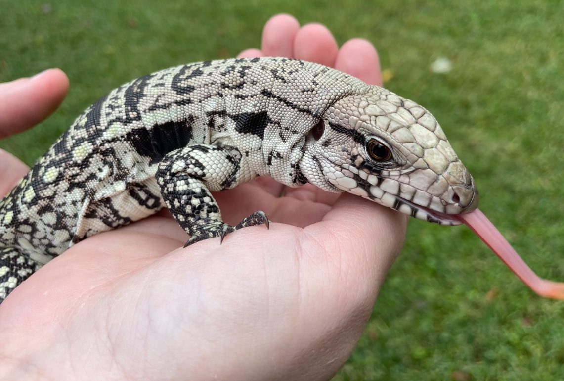 Purple Tegu Argentine Tegus by P&P Reptiles - MorphMarket