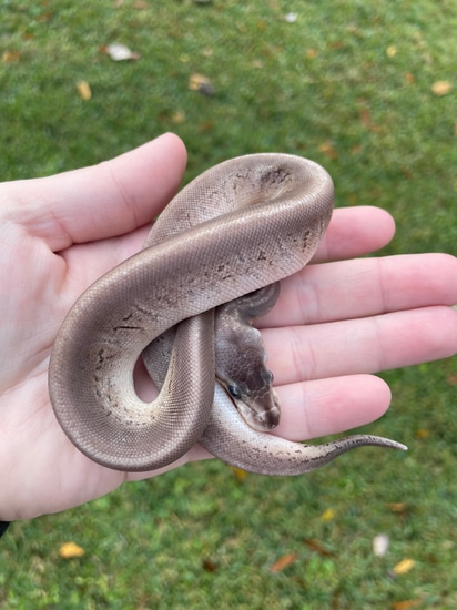 ** NEW YEAR SALE Black Pewter Pinstripe** Ball Python by P&P Reptiles