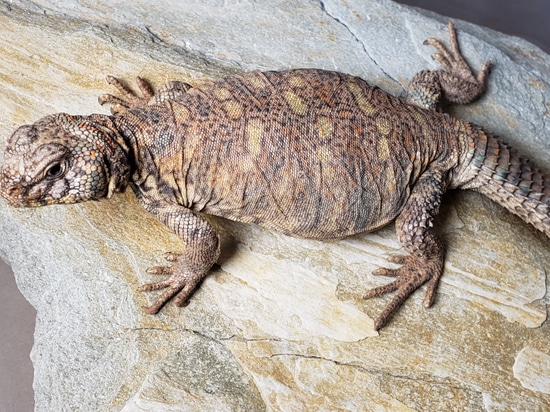 Female ORNATE Uromastyx by Lindsay Pike Reptiles & Urotopia Uromastyx
