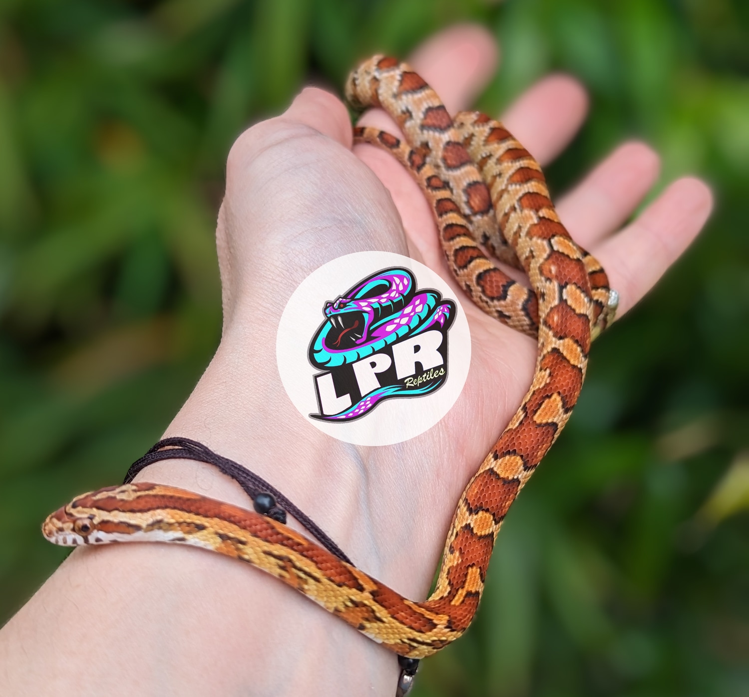 Het Amel Het Anery Corn Snake by LPRichmond Reptiles - MorphMarket