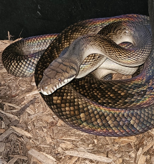 CBB Meruake Scrub Scrub Python by Rose Reptiles and Exotics