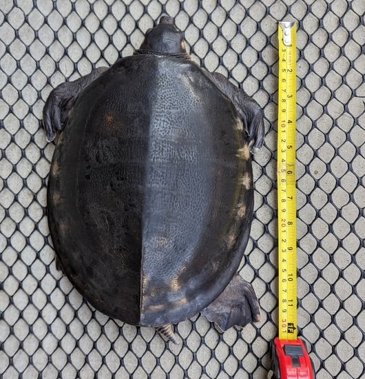 Fly River Turtle by Captive Bred Creations