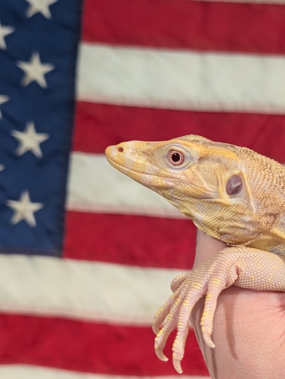 USCBB T-Neg Albino Water Monitor by Captive Bred Creations