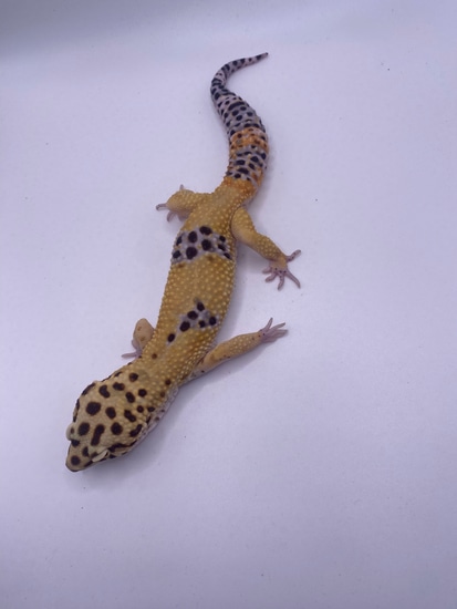Male Copper X Electric Leopard Gecko by LRVV Geckos & Reptile Racks