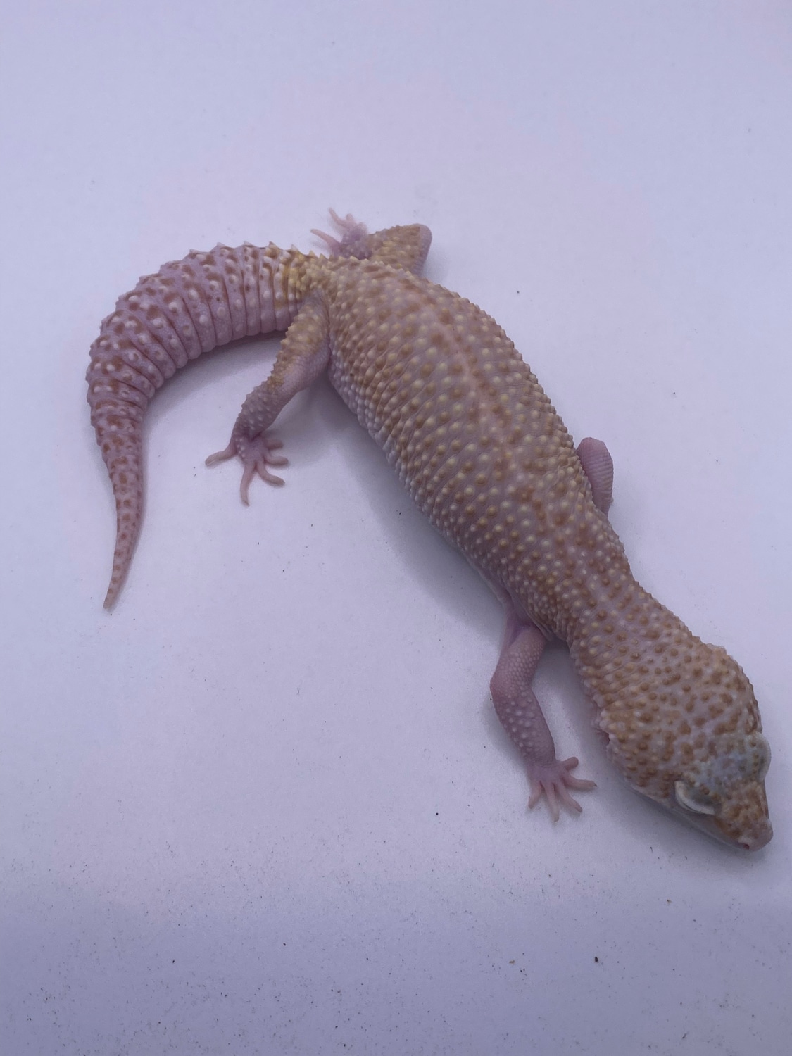 Mack Snow Raptor Het Blizzard Leopard Gecko by LRVV Geckos & Reptile ...