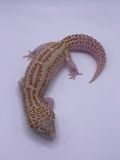Mack Snow Raptor Het Blizzard Leopard Gecko by LRVV Geckos & Reptile Racks
