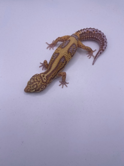 Gem Snow Bell Albino Lavender Het Eclipse Leopard Gecko by LRVV Geckos ...