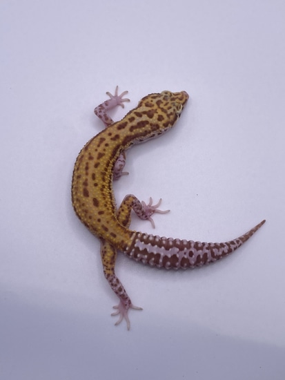 Super Snow Radar Possible W&y Leopard Gecko by LRVV Geckos & Reptile Racks