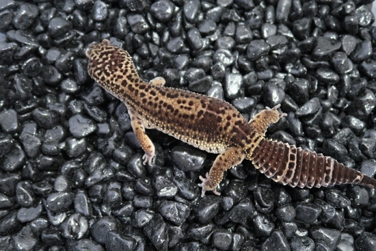 Pure Black Night **proven Breeder** Leopard Gecko by LRVV Geckos ...