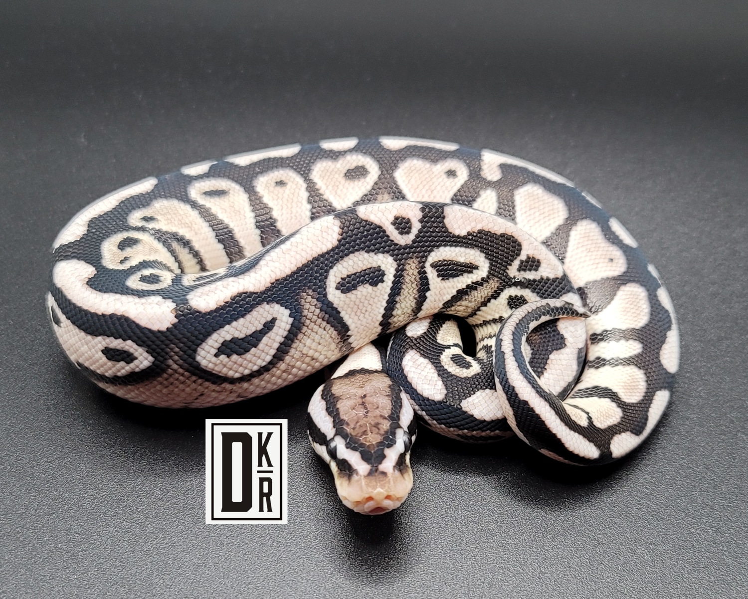 Pastel Axanthic 100% Het Clown Shipping Included Ball Python by Dark ...