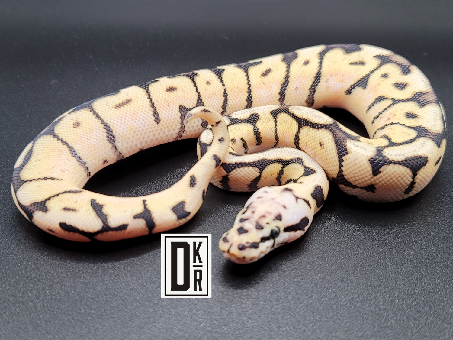 Pastel Spider 100% Het Axanthic Tsk 100% Het Clown Ball Python by Dark knight reptiles - MorphMarket