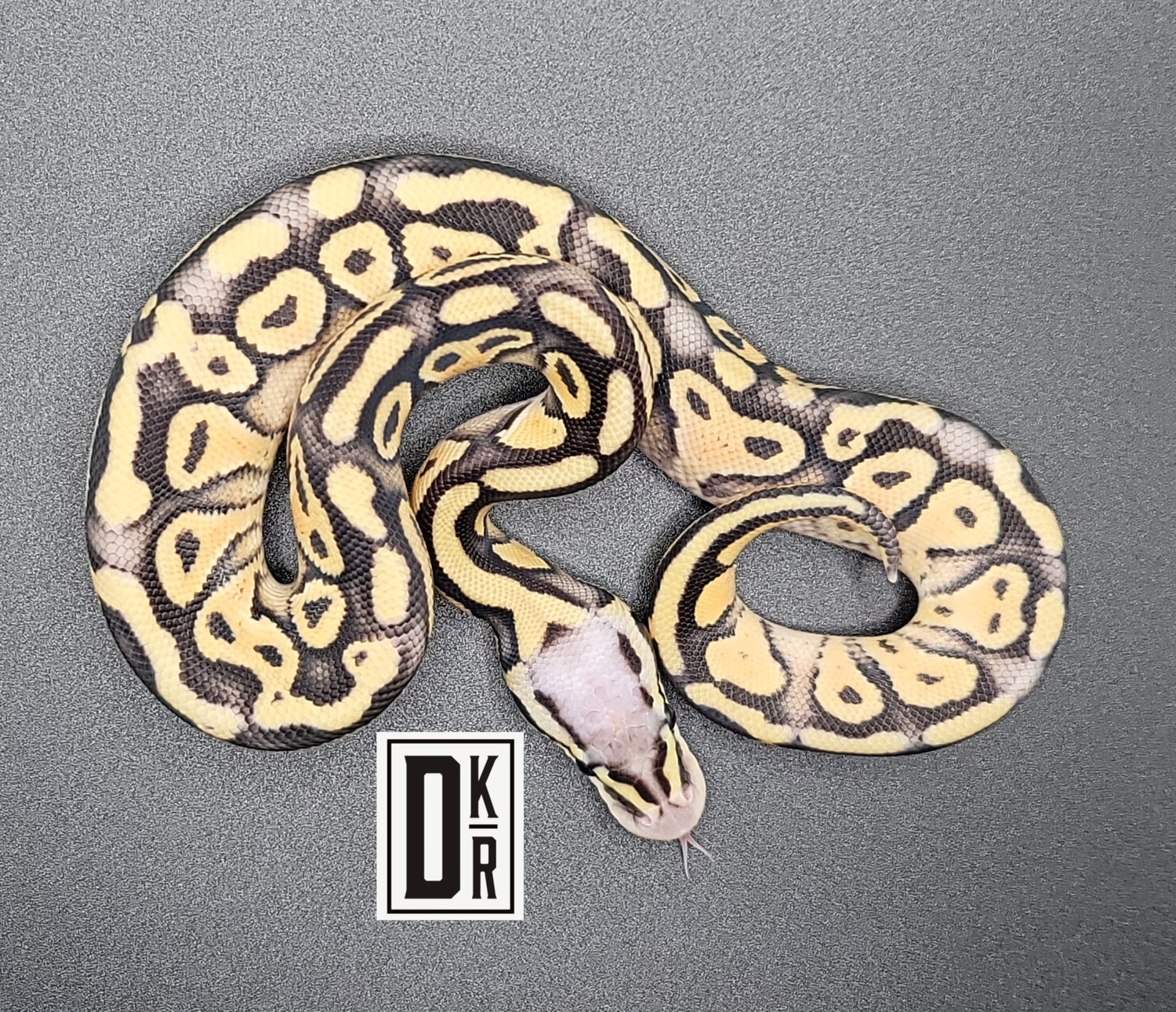 Super Pastel 100% Het Axanthic Tsk 100% Het Clown Ball Python by Dark ...