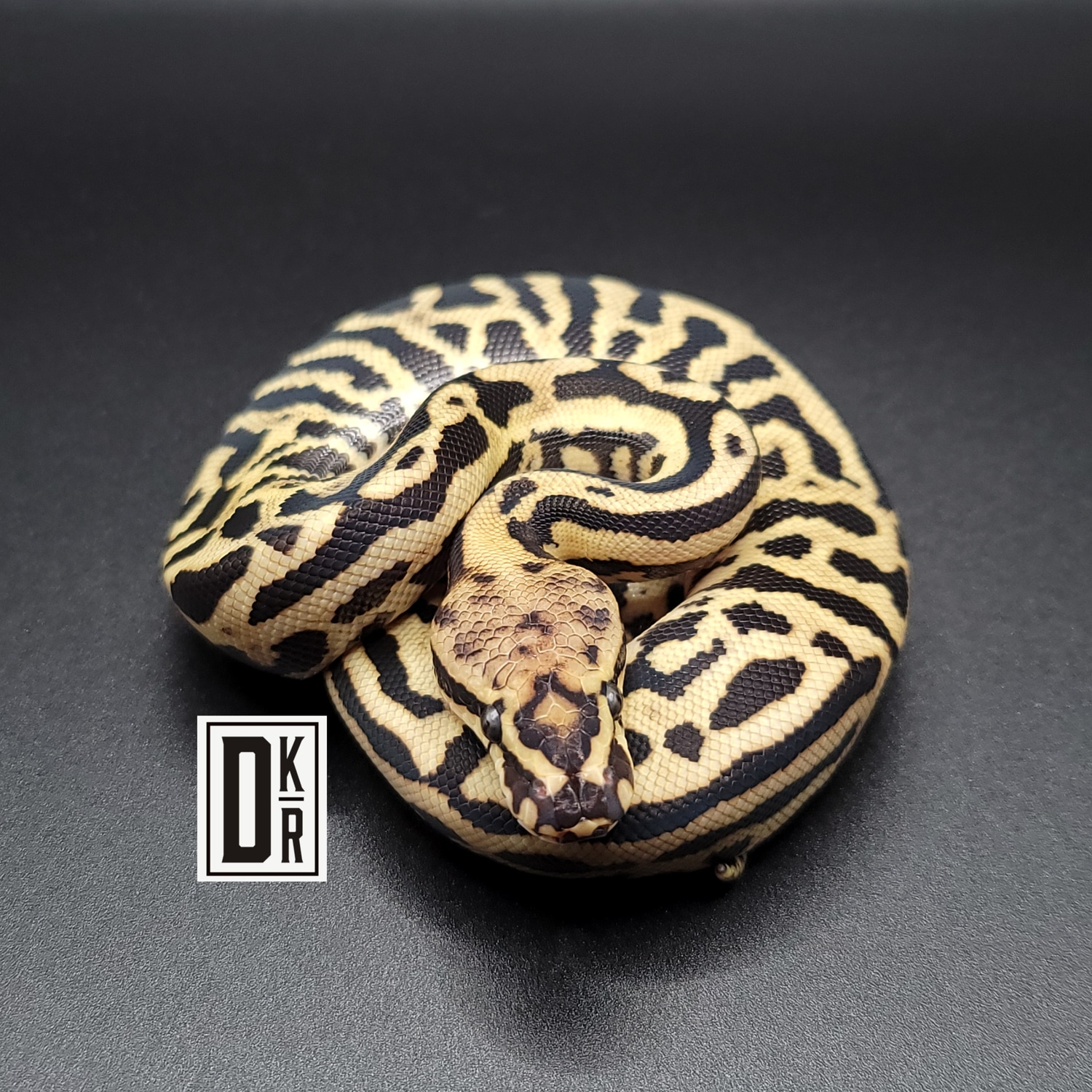 Fire Yellowbelly Leopard Spotnose 100%hetclown 50%het Axanthic Ball ...