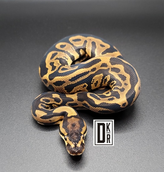 Leopard 100% Het Clown 50%het Axanthic Ball Python by Dark knight reptiles