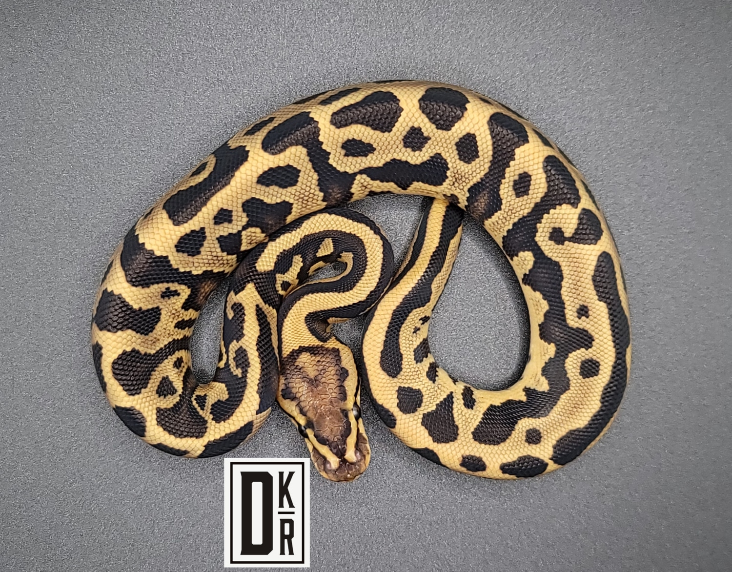 Leopard Spotnose Fire 100% Clown 50% Het Axanthic Ball Python by Dark knight reptiles - MorphMarket
