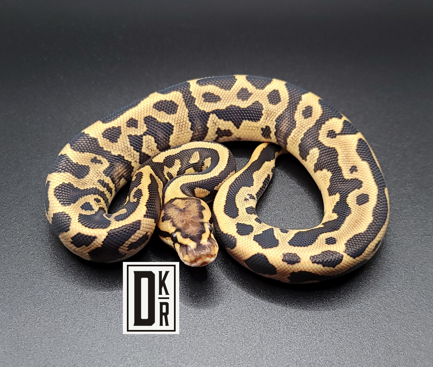 Leopard Spotnose Fire 100% Clown 50% Het Axanthic Ball Python by Dark ...