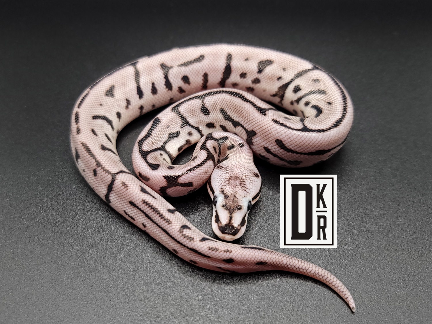 Leopard Spider Axanthic 100% Het Clown Ball Python by Dark knight ...