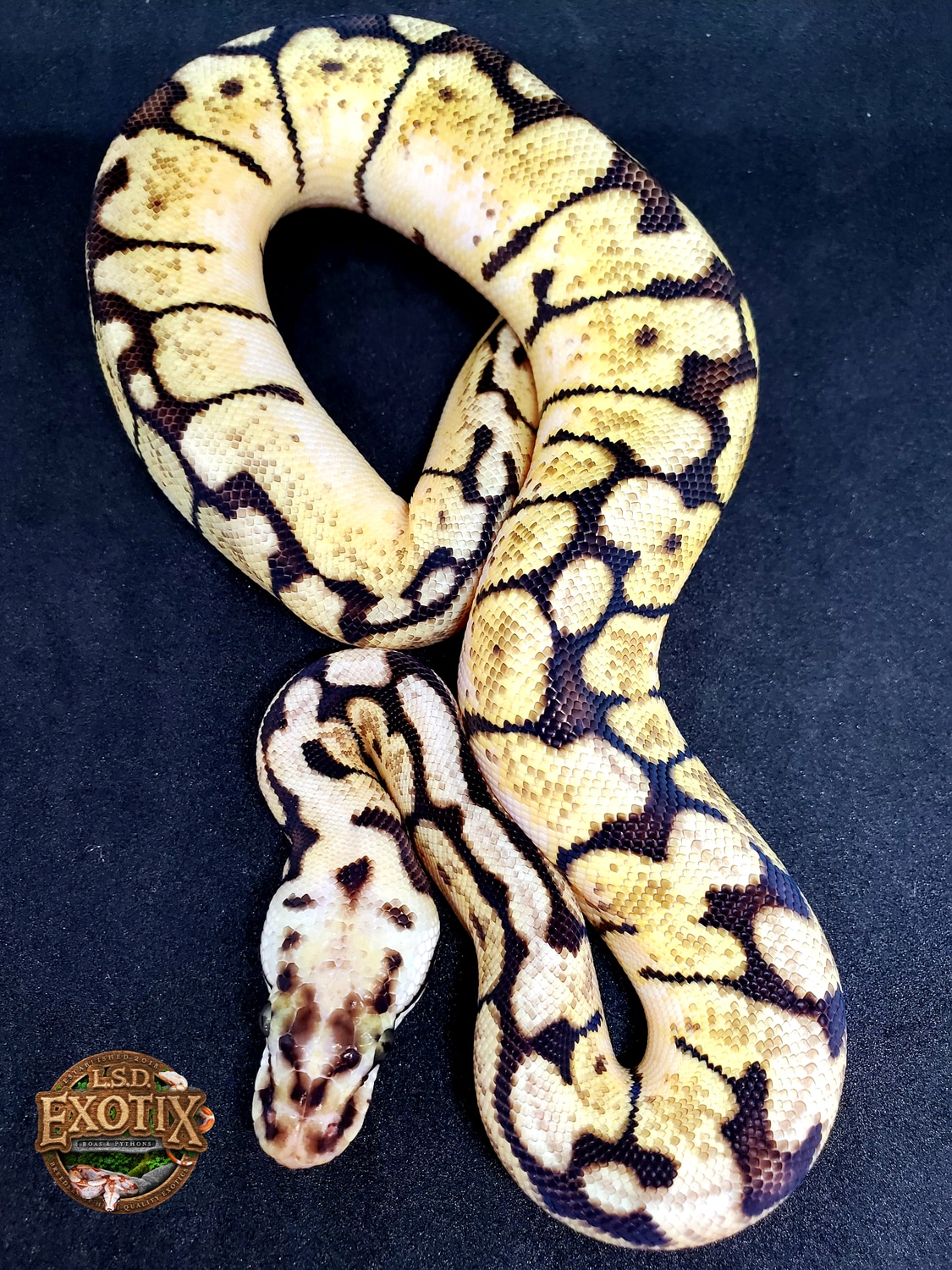 Bumblebee 100% Het Albino Ball Python by L.S.D.eXotix - MorphMarket