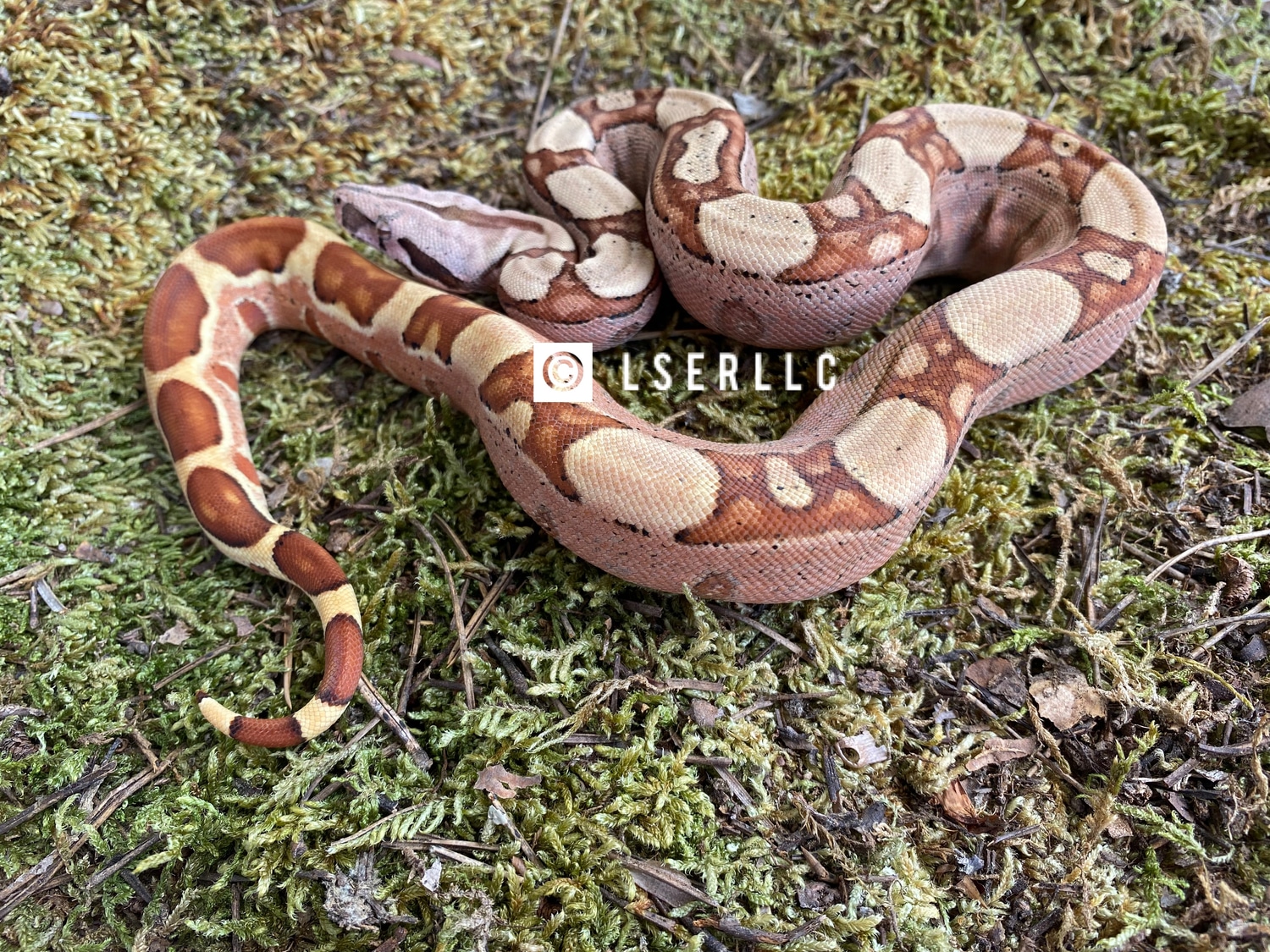 Kubsch Pastel Hypo Jungle 100% Het Squaretail/Kahl Albino Boa Constrictor by Lone Star Exotic ...