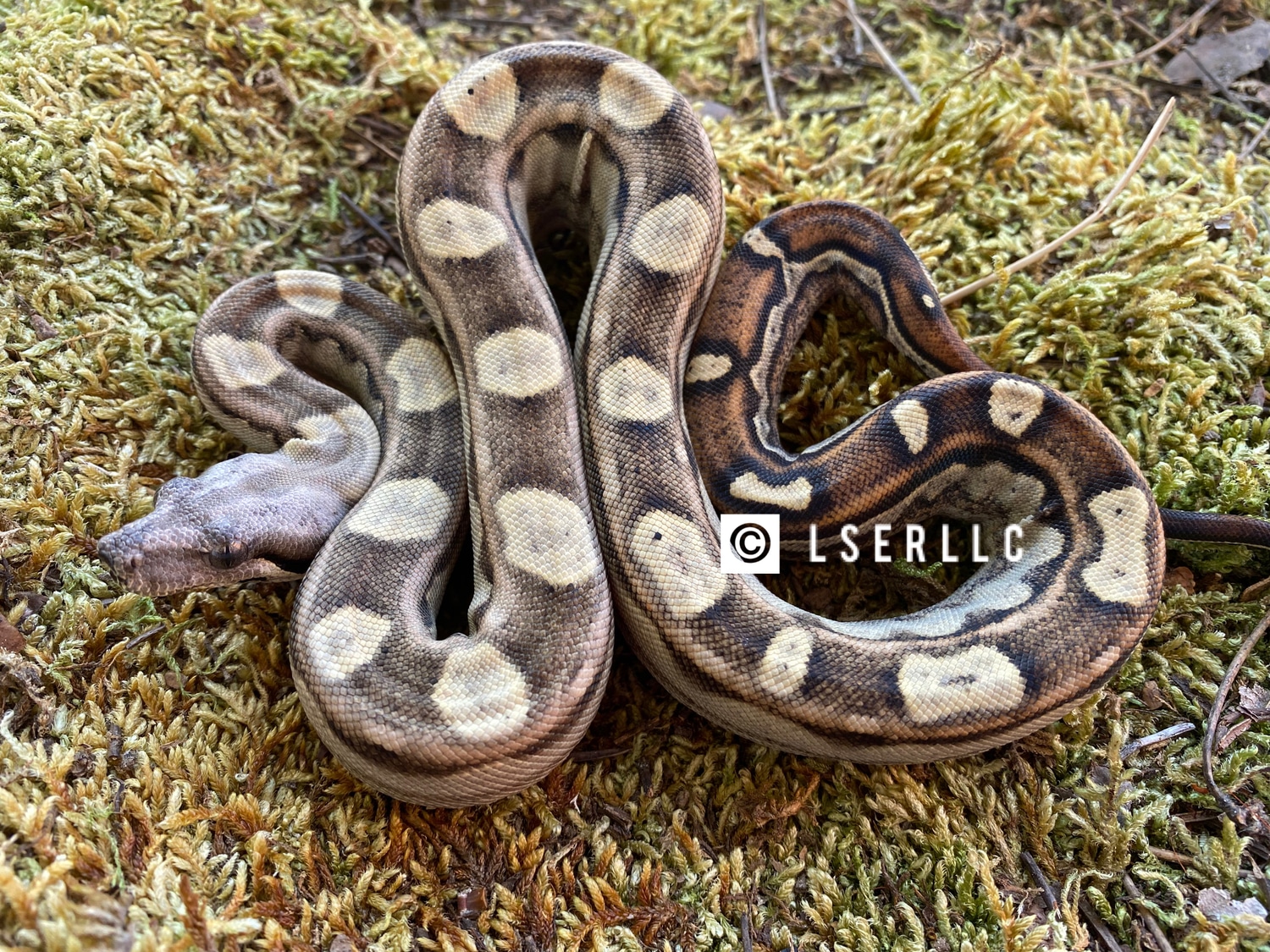 Kubsch Pastel Motley 100% Het Squaretail/Kahl Albino Boa Constrictor by ...