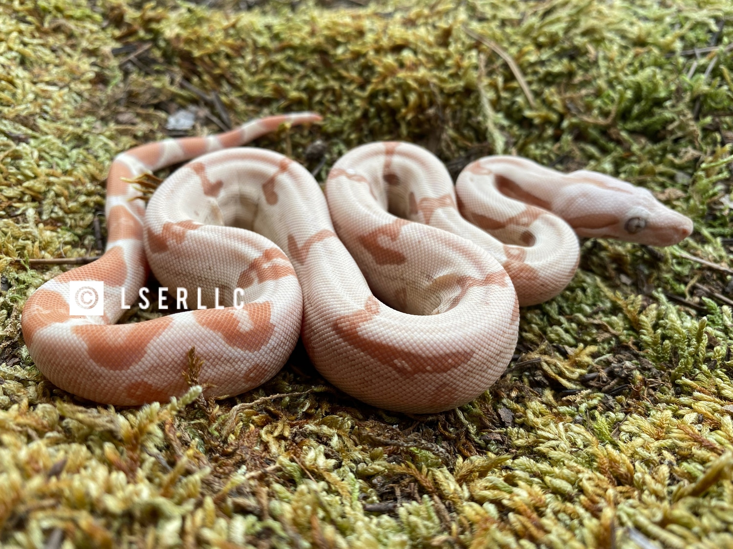 Possible Dominant (Super) Sunglow Jungle VPI T+ Het Anery Boa ...