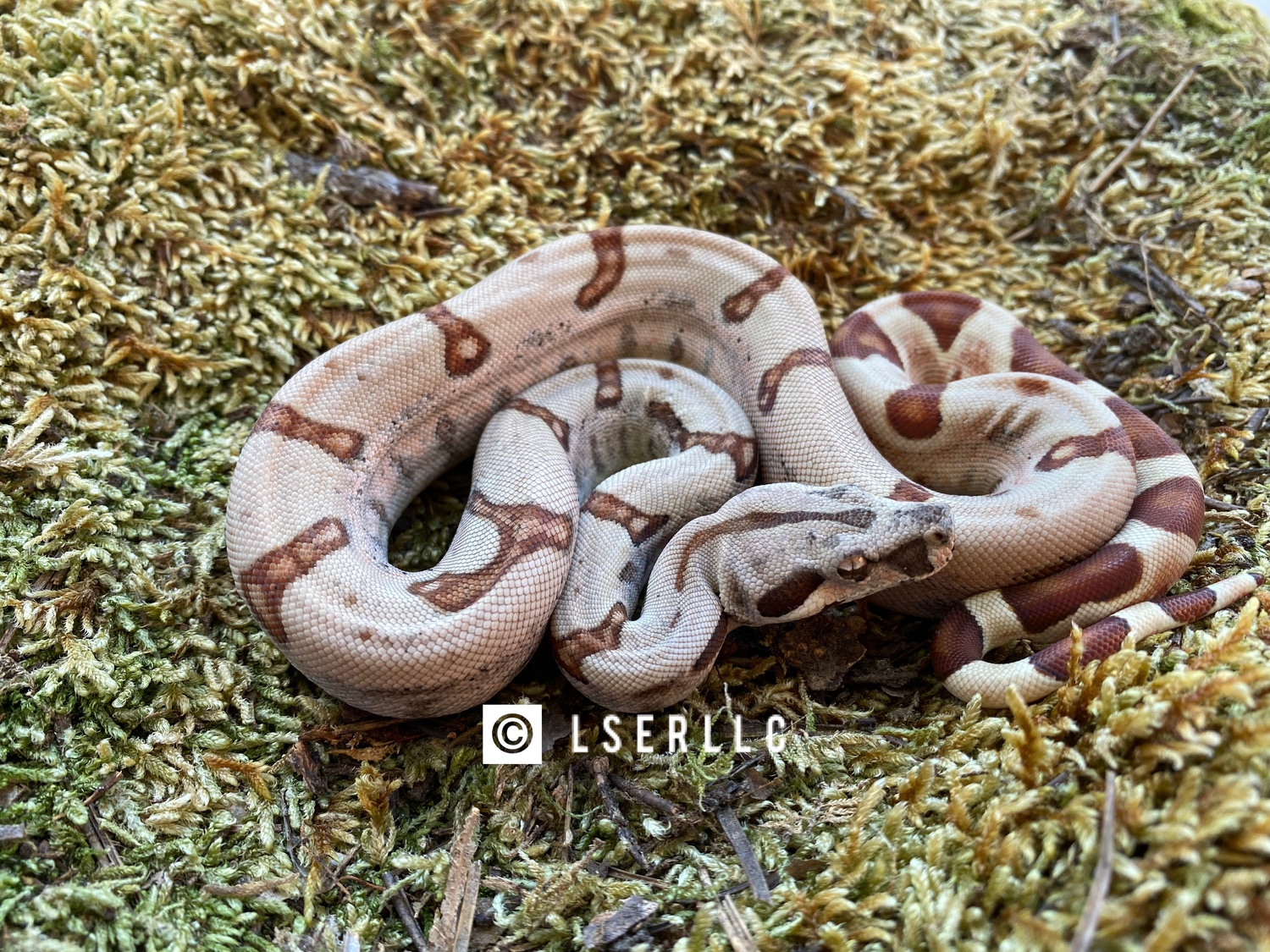 Pastel Dream Monster Tail Hypo Jungle Boa Constrictor by Lone Star ...