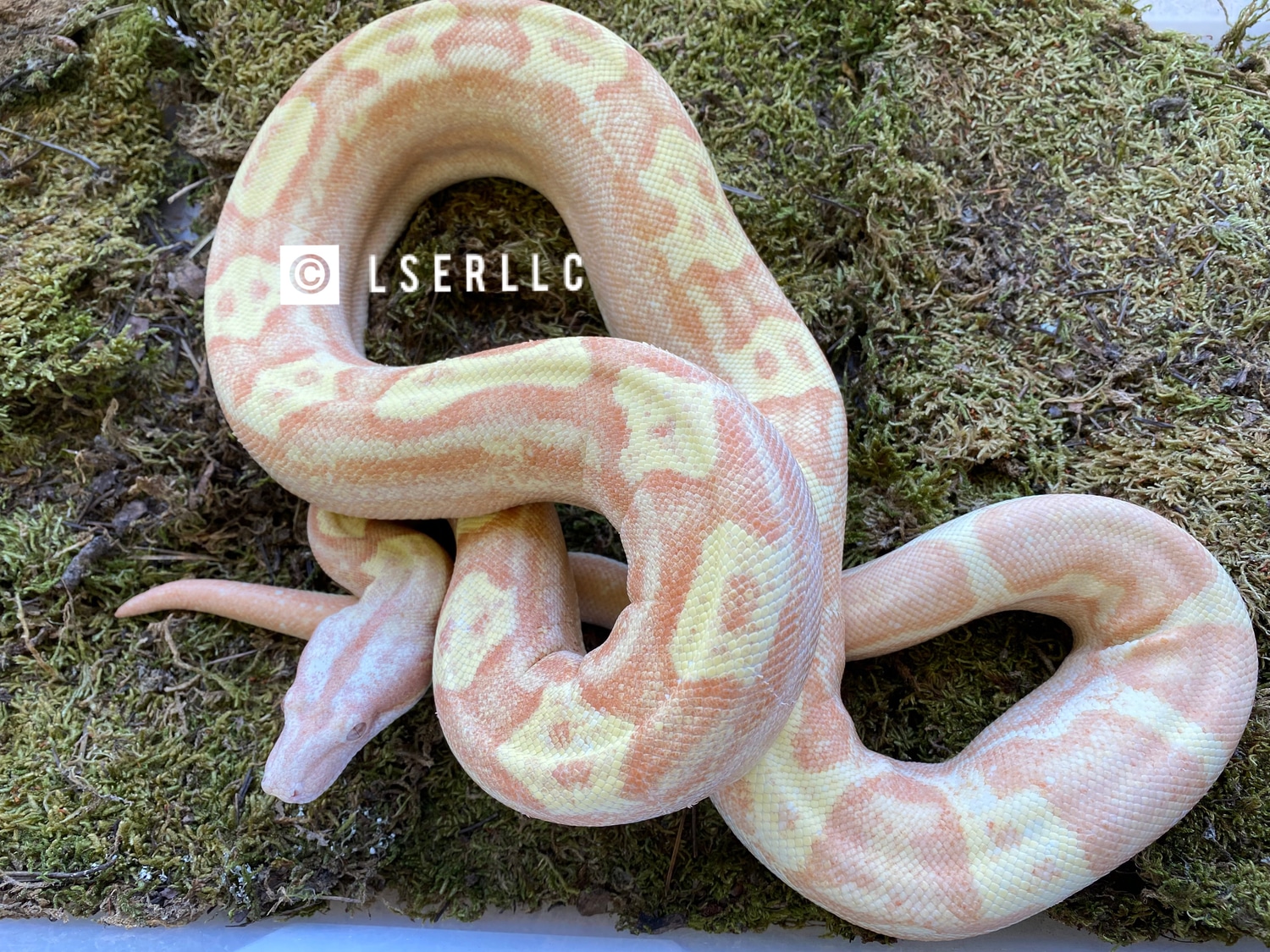 Kahl Sunglow Motley Ph Anery Boa Constrictor by Lone Star Exotic ...