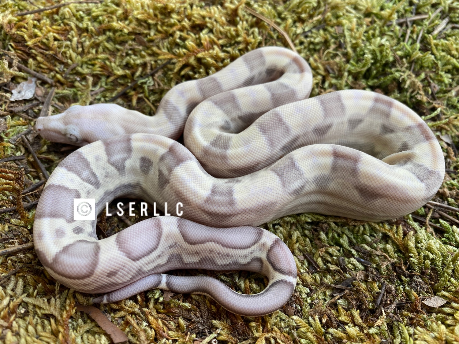 VPI T+ Jungle Motley Snow Boa Constrictor by Lone Star Exotic Reptiles ...