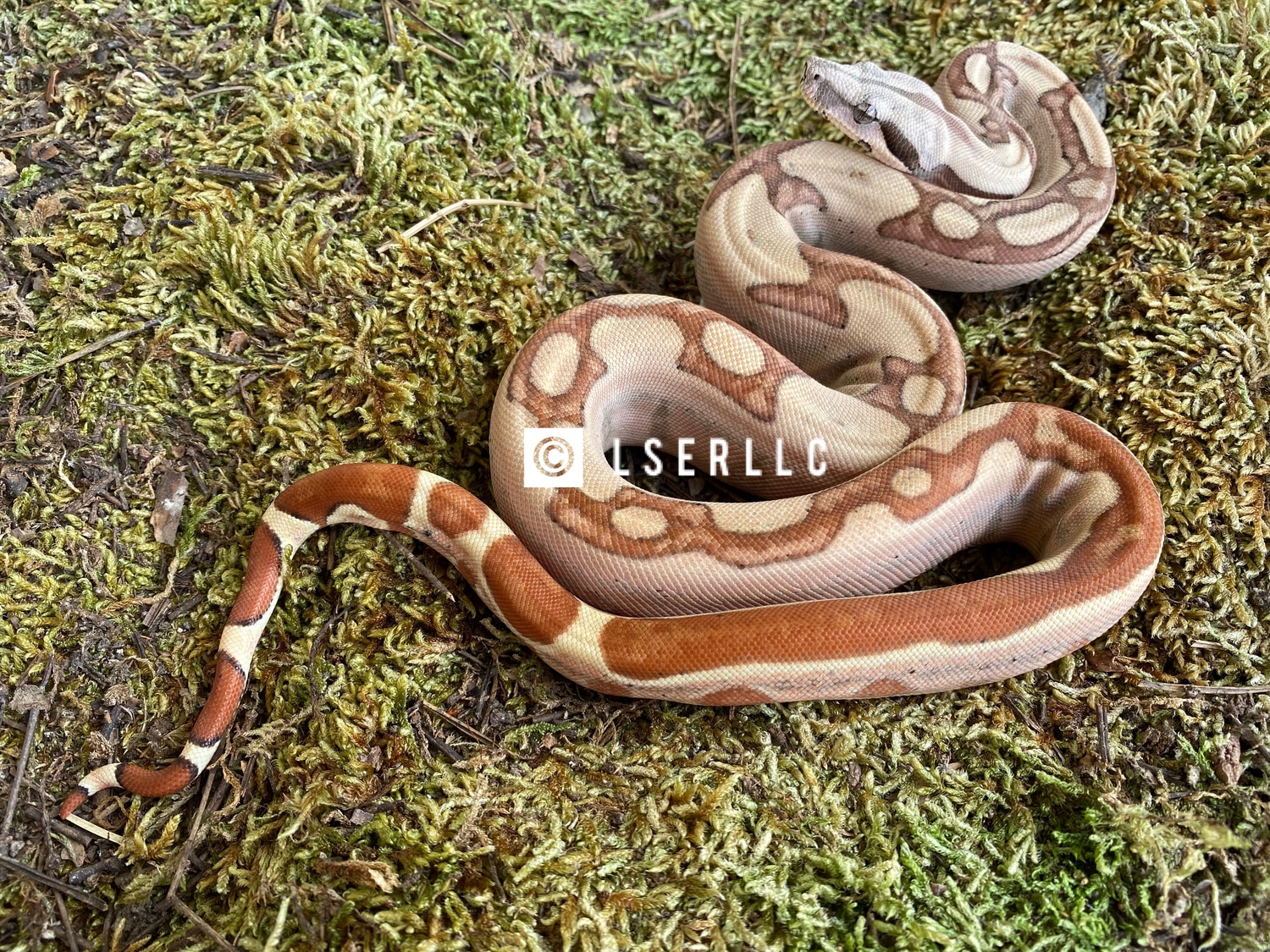 Kubsch Pastel Hypo Jungle 100% Het Kahl/Squaretail Boa Constrictor by ...