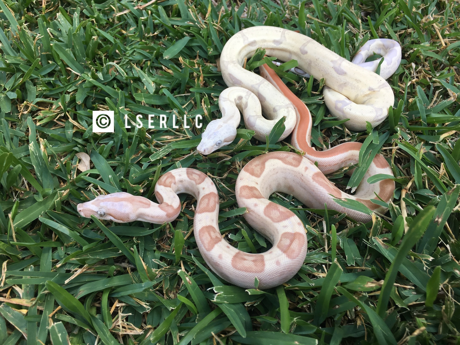 PP VPI T+ Snowglow Boa Constrictor by Lone Star Exotic Reptiles LLC - MorphMarket