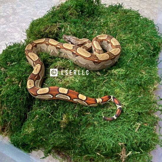 Pastel Dream Monster Tail Key West Boa Constrictor by Lone Star Exotic ...