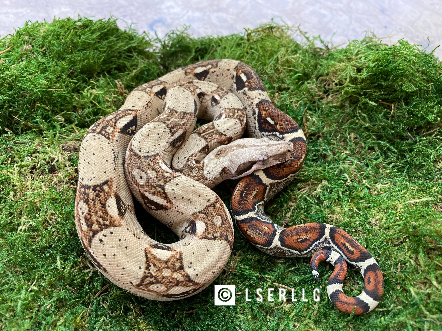 Kubsch Pastel 100% Het Squaretail/VPI T+ Boa Constrictor by Lone Star ...