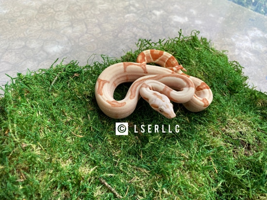 Dominant (Super) Sunglow Super Jungle VPI T+ Boa Constrictor by Lone ...