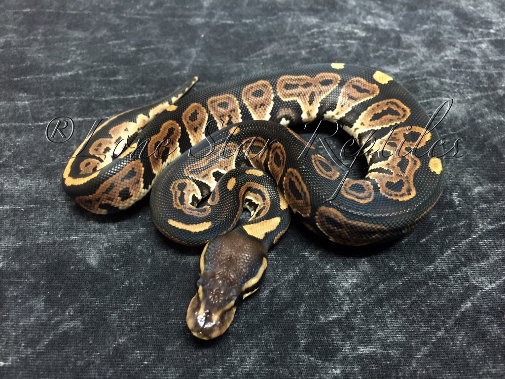 Black Pastel Ball Python by Lone Star Reptiles - MorphMarket