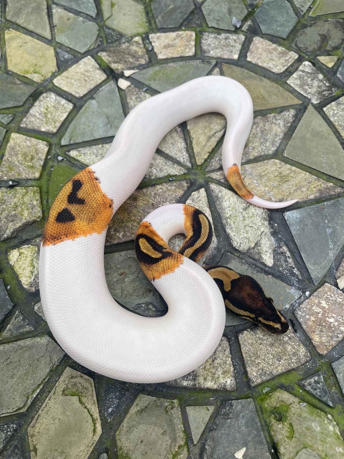 OD Leopard Pied Ball Python by Lswsnakes & Reptiles - MorphMarket